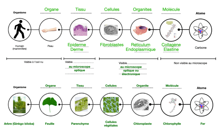 Chapitre 1 – L’organisme pluricellulaire, un ensemble de cellules ...