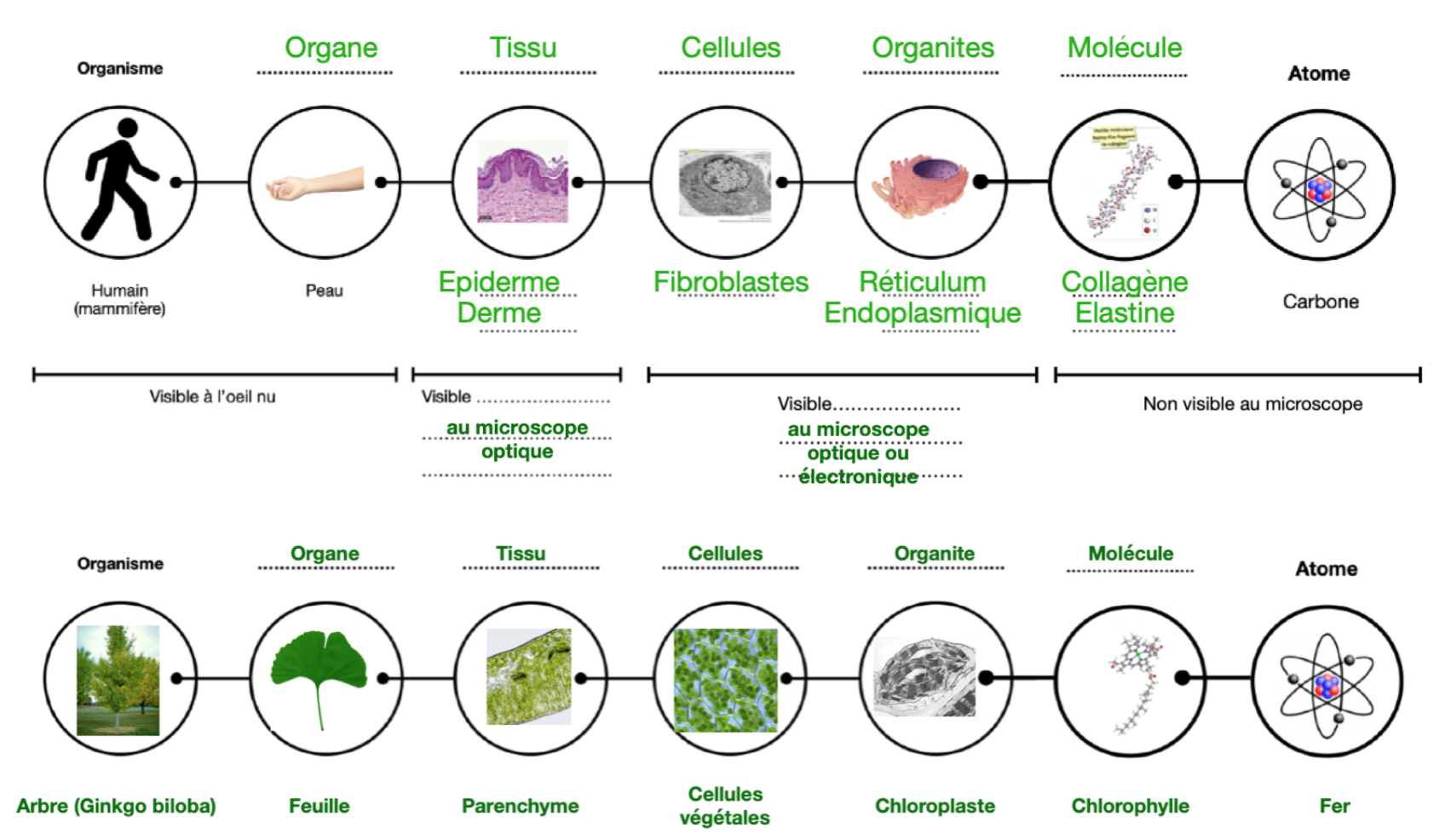 Chapitre 1 – L’organisme pluricellulaire, un ensemble de cellules ...