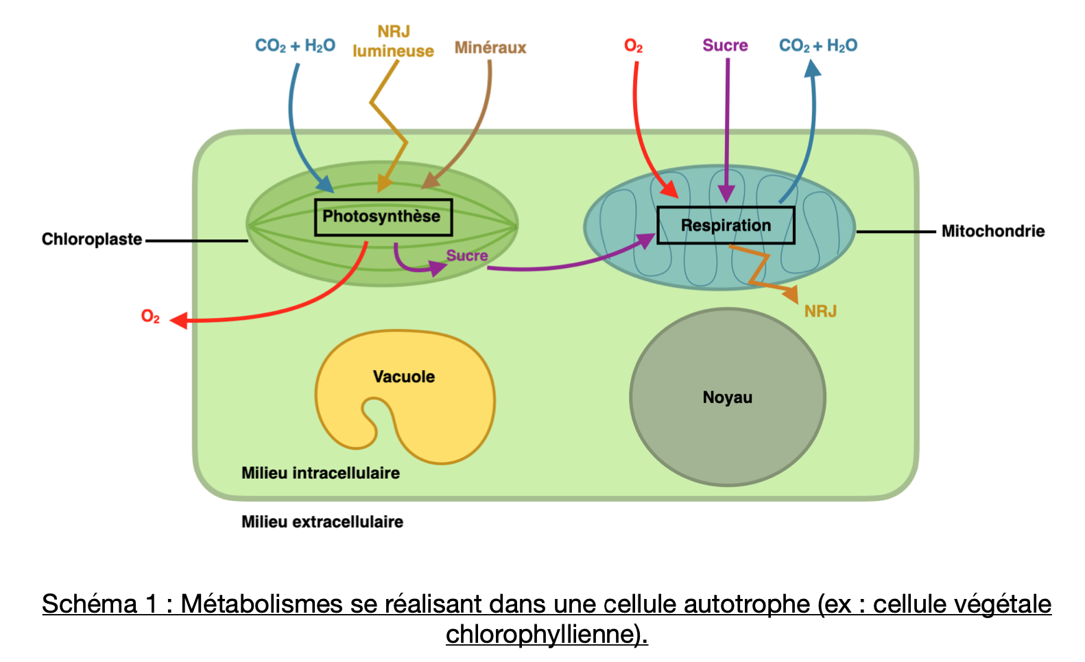 Chapitre 2 : Le métabolisme des cellules – SVT